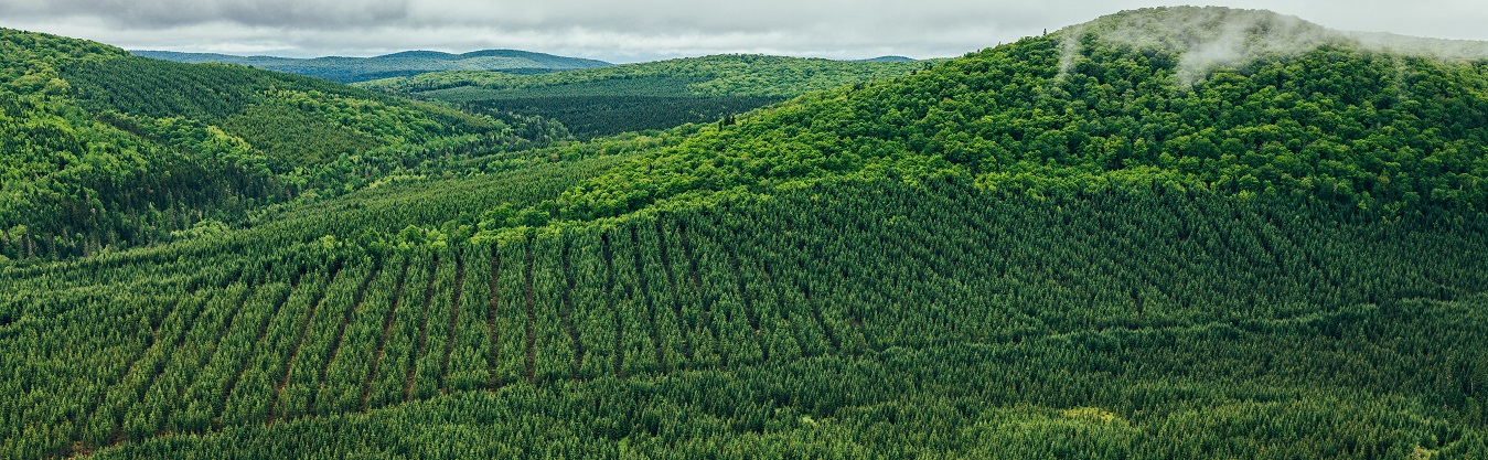 Irving Woodlands | J.D. Irving, Limited - Woodlands Division: Forests ...