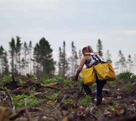 Tree Planters - Careers | J.D. Irving, Limited - Woodlands Division ...