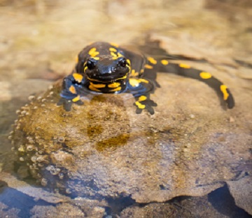 Irving Woodlands | J.D. Irving, Limited - Woodlands Division: Forests ...