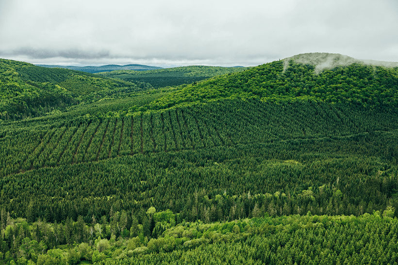 Report Cards - Healthy Forests | J.D. Irving, Limited - Woodlands ...