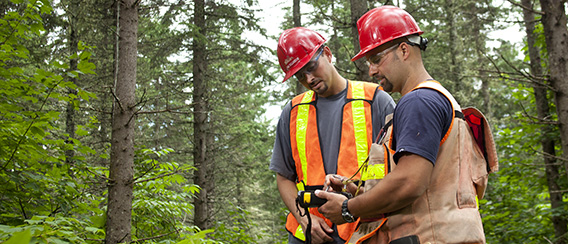 Report Cards - Healthy Forests | J.D. Irving, Limited - Woodlands ...