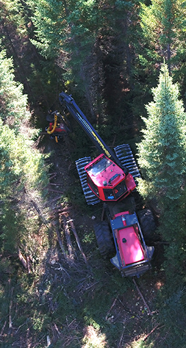 Management Plan | J.D. Irving, Limited - Woodlands Division: Crown ...