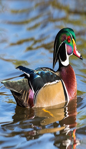 Irving Woodlands | J.D. Irving, Limited - Woodlands Division: Forests ...